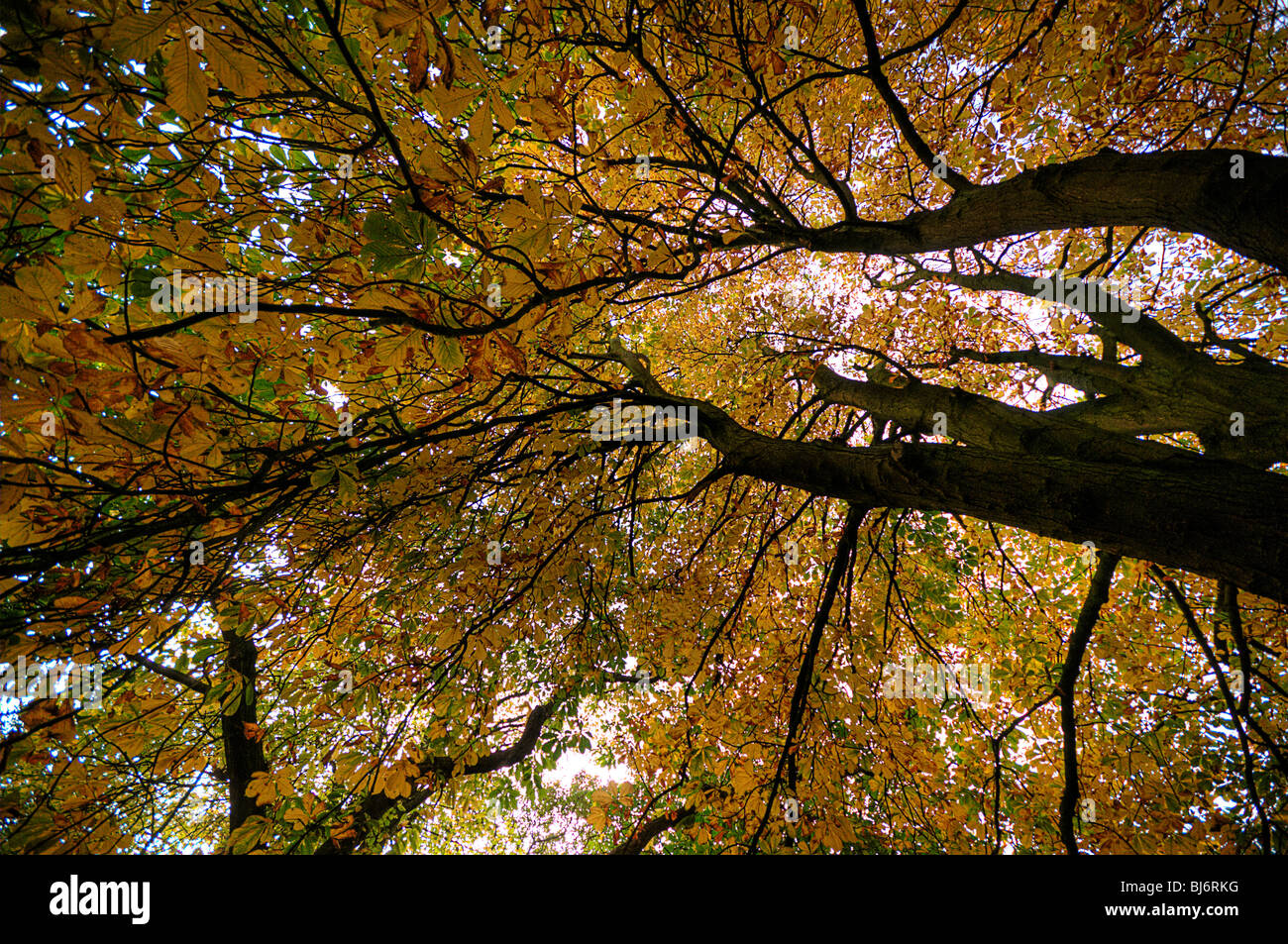 Tree canopy hi-res stock photography and images - Alamy