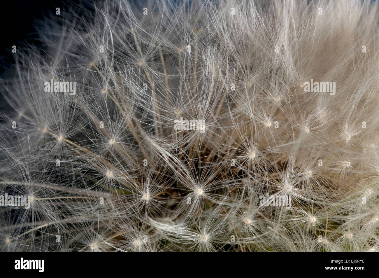 Parachute seeds hi-res stock photography and images - Alamy