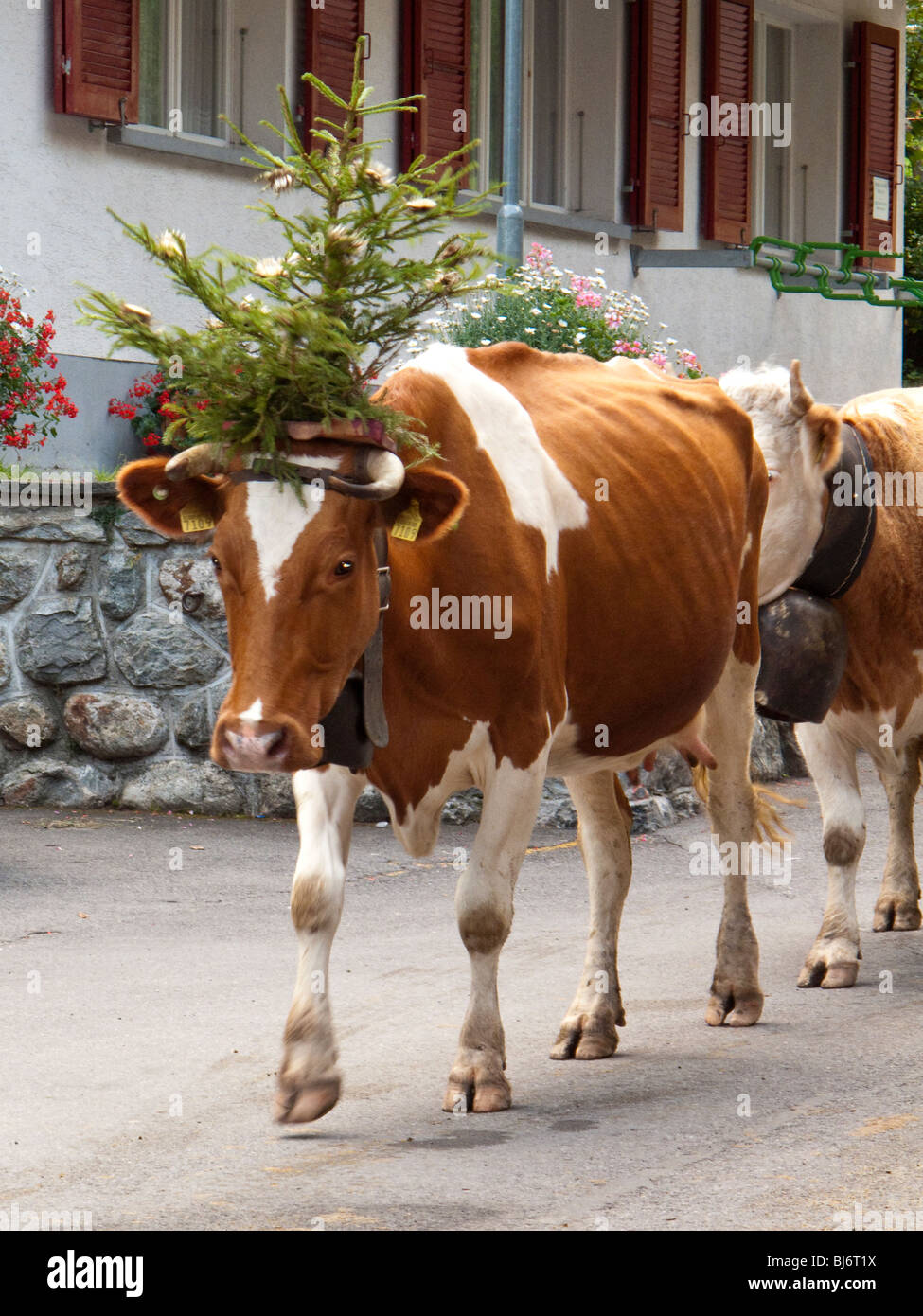 Swiss cows parading hi-res stock photography and images - Alamy