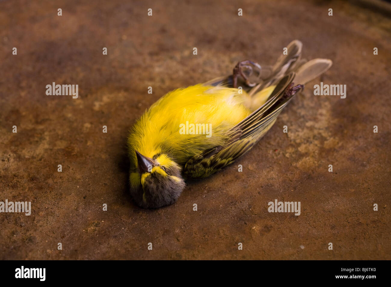 Finch bird dead hi-res stock photography and images - Alamy