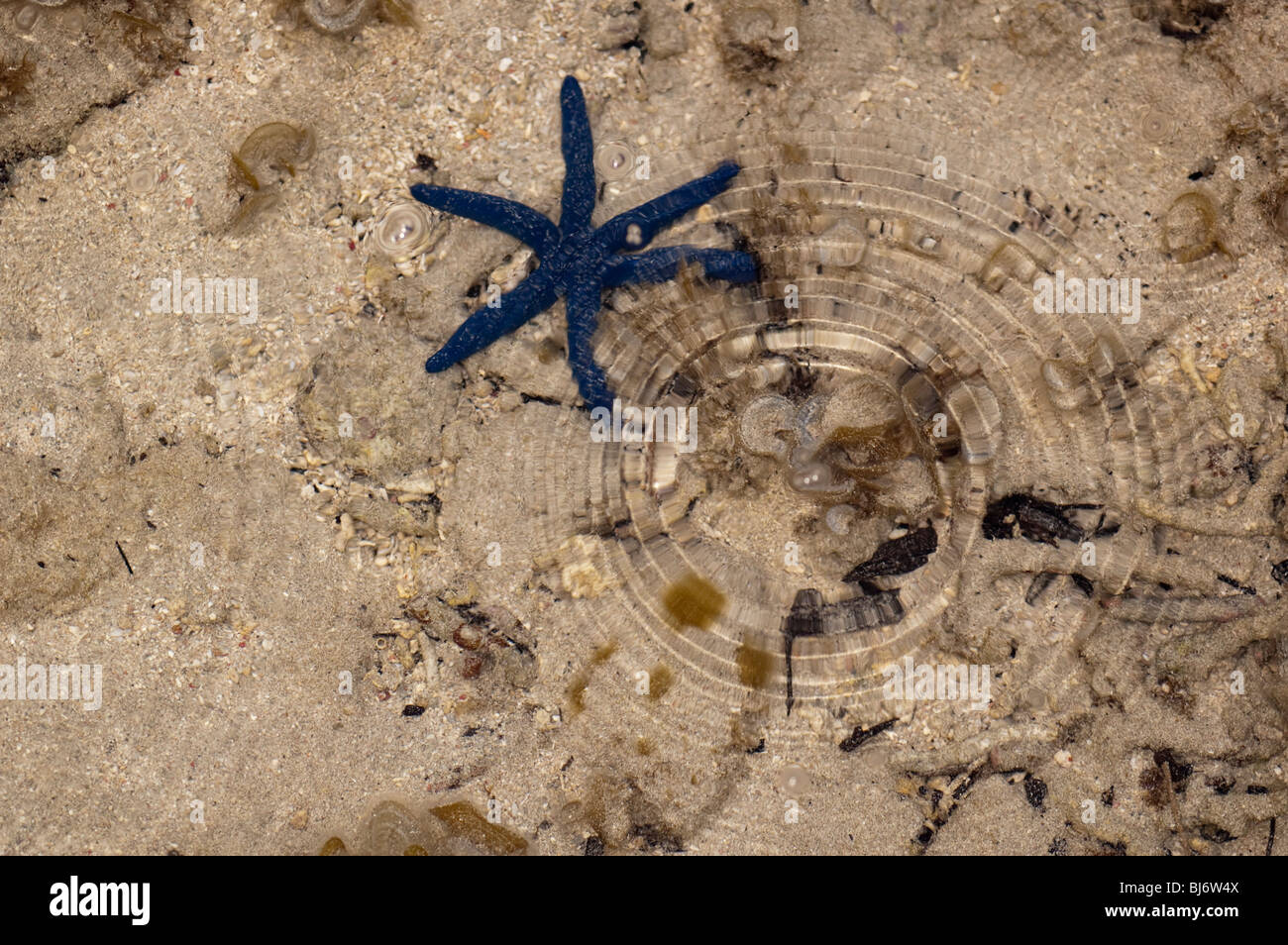 Blue Starfish and Ripple Stock Photo - Alamy