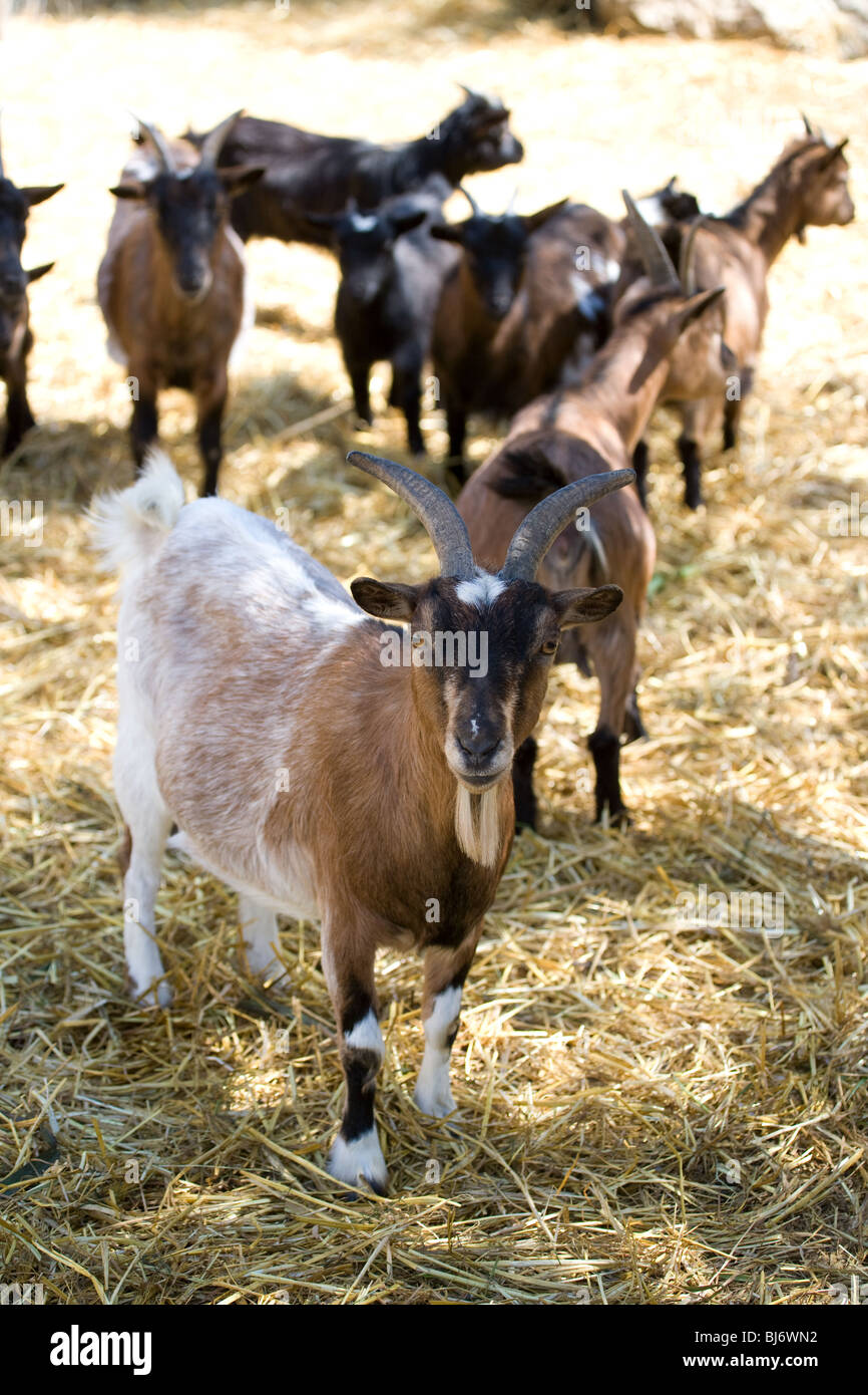 Mallorca Goat High Resolution Stock Photography and Images - Alamy