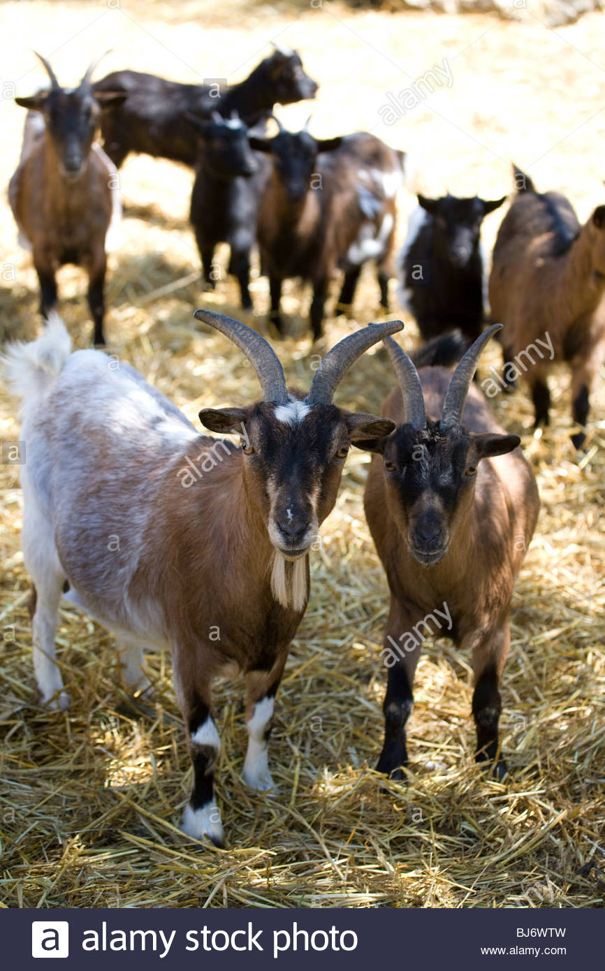 Goat Farming Spain Stock Photos & Goat Farming Spain Stock Images - Alamy