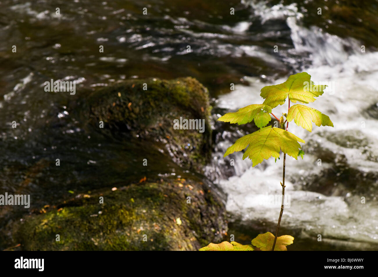 Sycamore sapling growing beside river with rocks and white water in ...