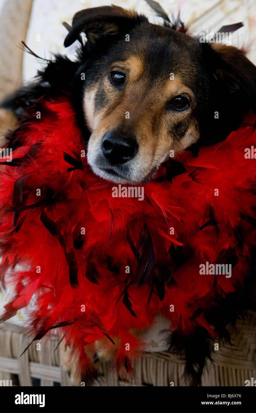 Dog with boa hi-res stock photography and images - Alamy