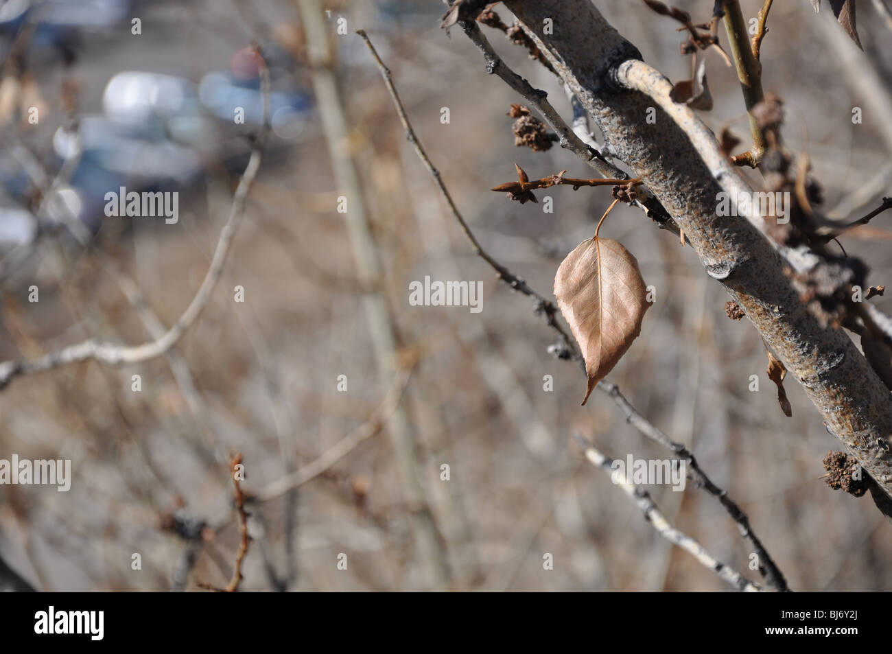 The last leaf hi-res stock photography and images - Alamy