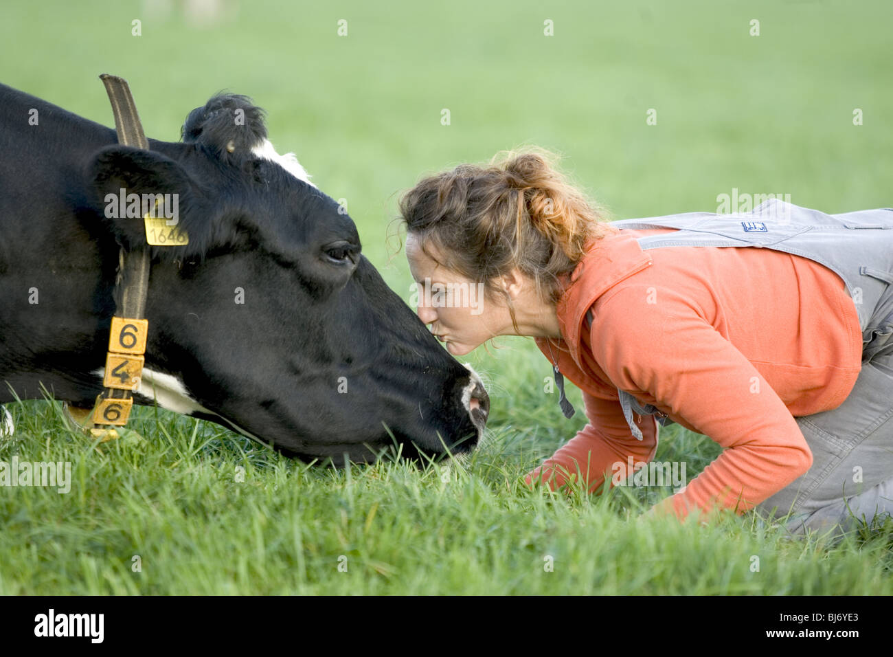 Affectionate cows hi-res stock photography and images - Alamy