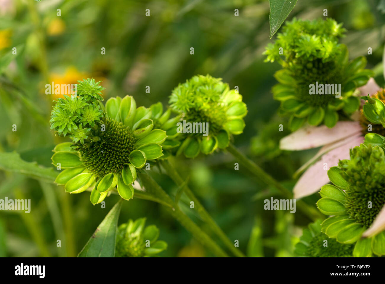 Plant disease virus called "Aster Yellows Stock Photo - Alamy