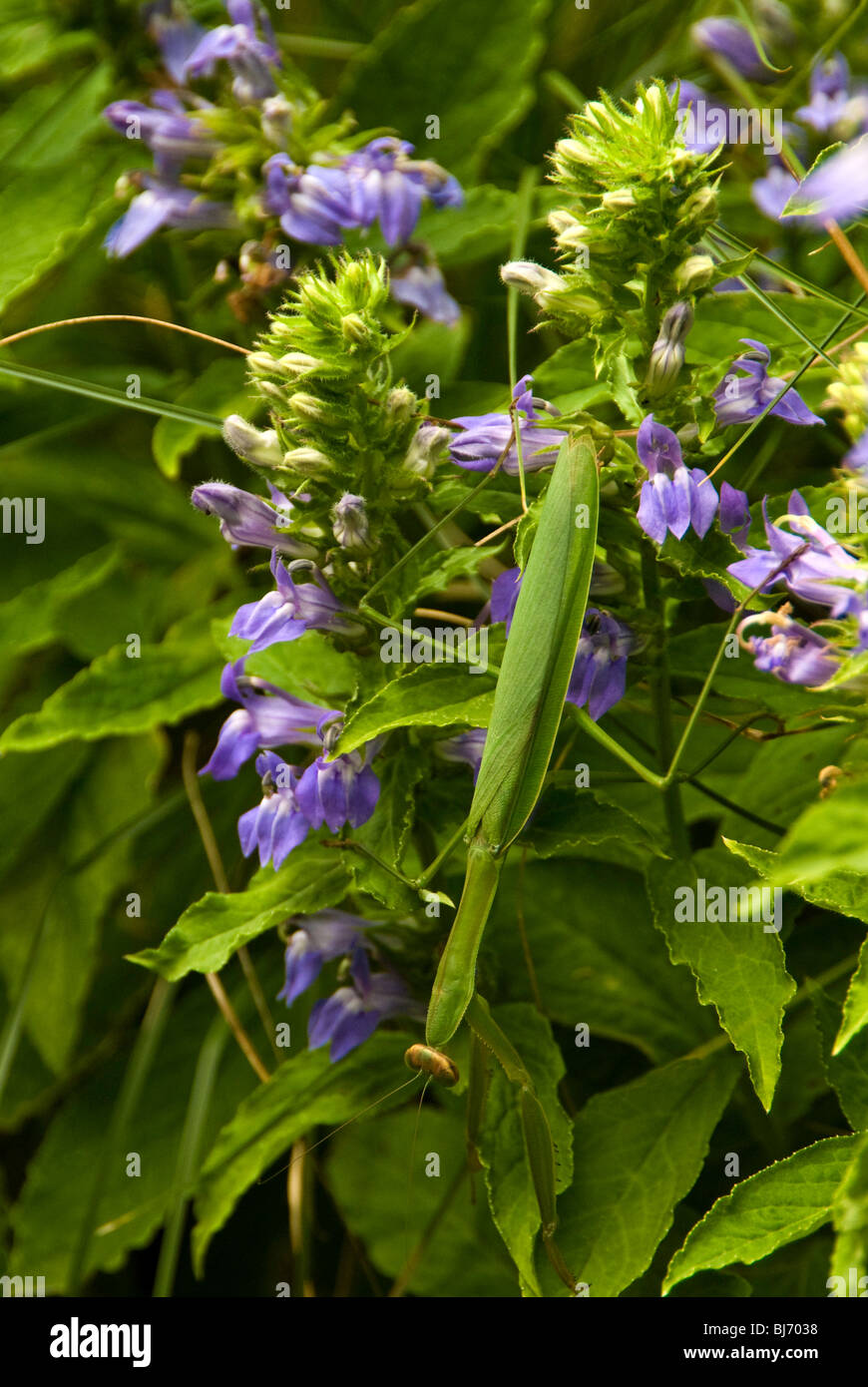 Praying mantis , insect Stock Photo - Alamy