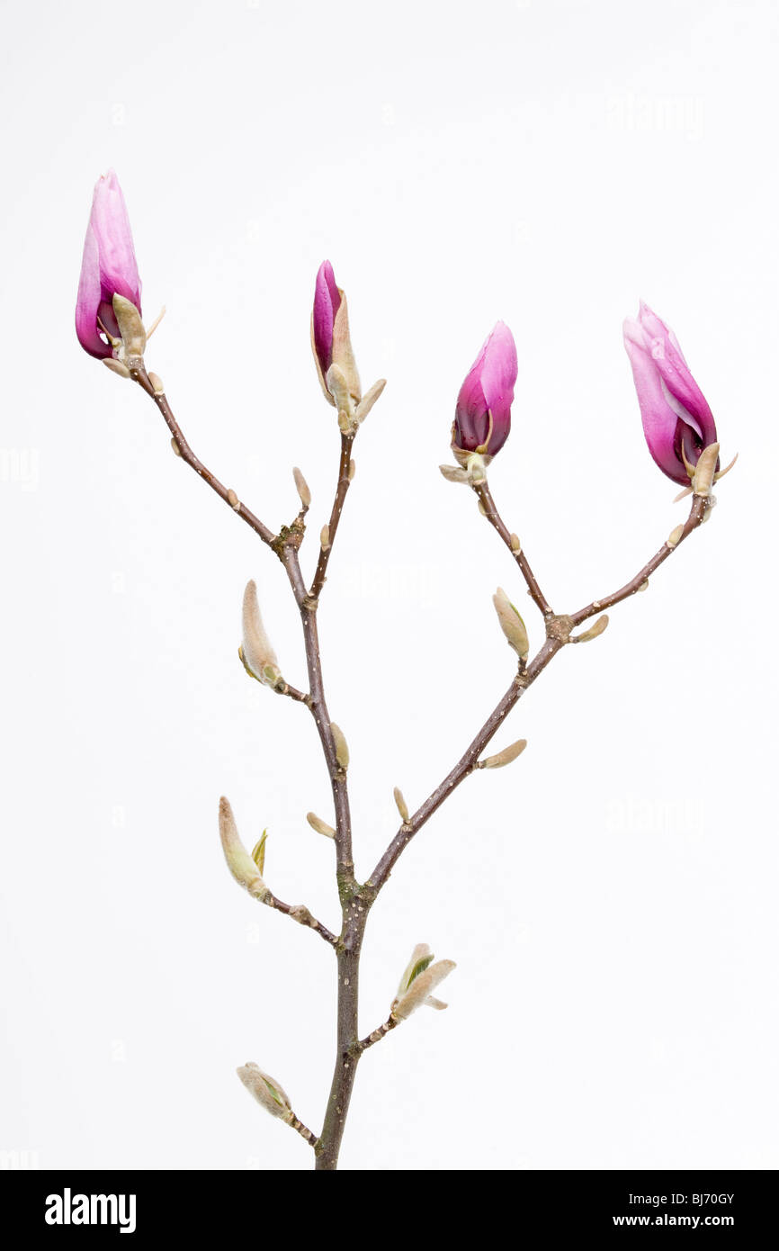 magnolia "betty" flowers blooms buds "white background Stock Photo - Alamy