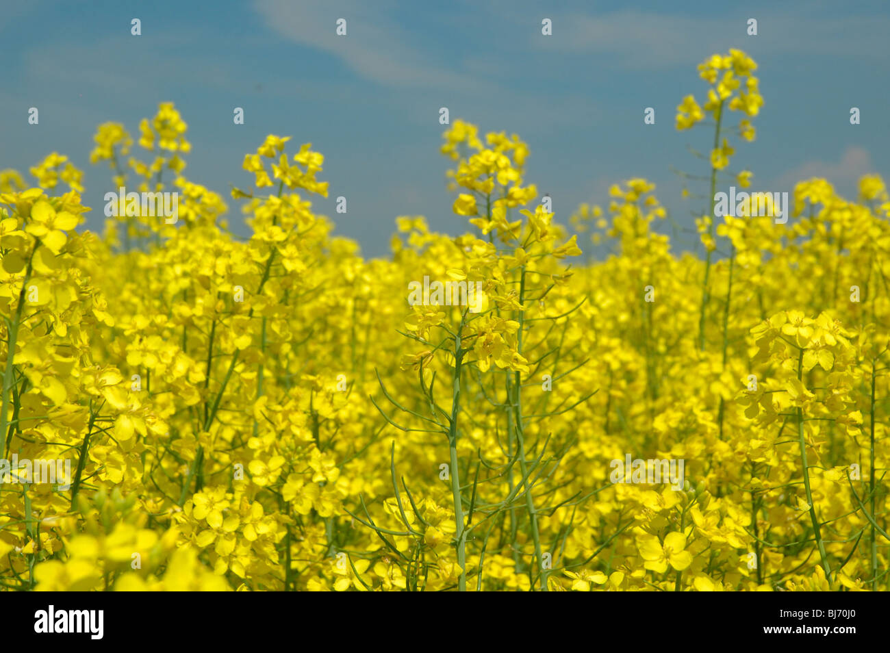 Swede vegetable plant hi-res stock photography and images - Alamy