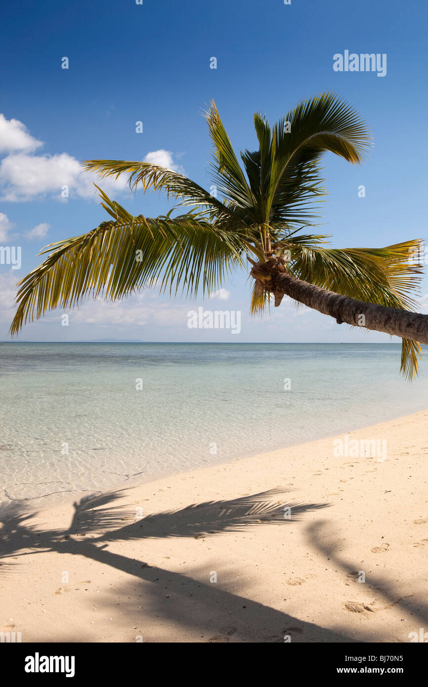 Indonesia, Sulawesi, Wakatobi National Park, Hoga Island palm tree ...