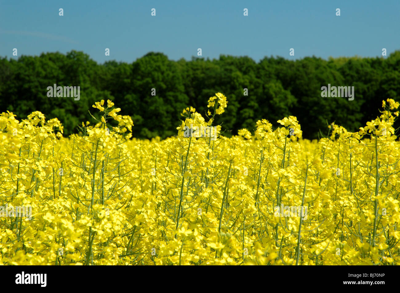 Swede vegetable plant hi-res stock photography and images - Alamy