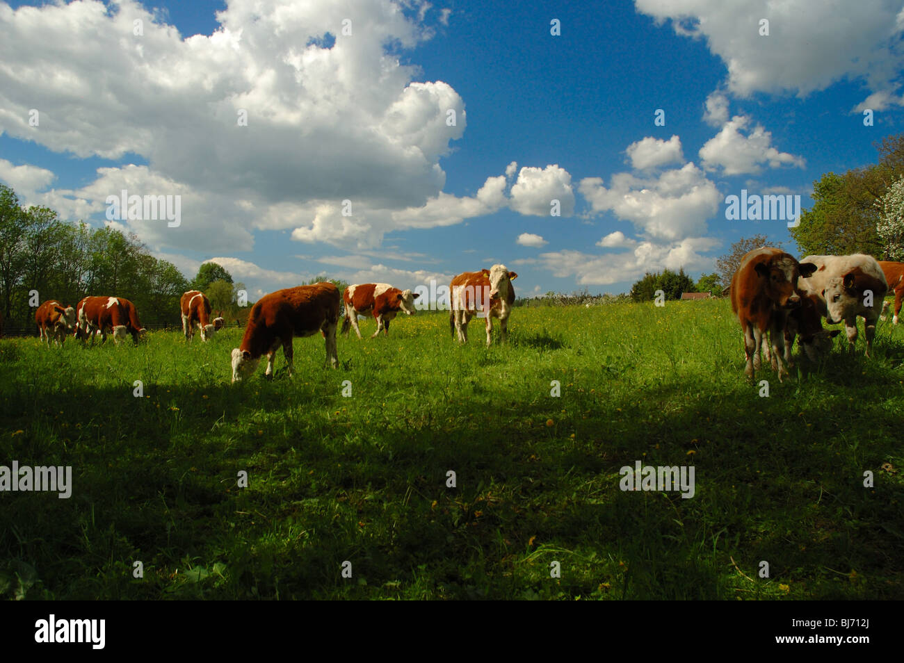 Typical Czech village with cow Stock Photo - Alamy