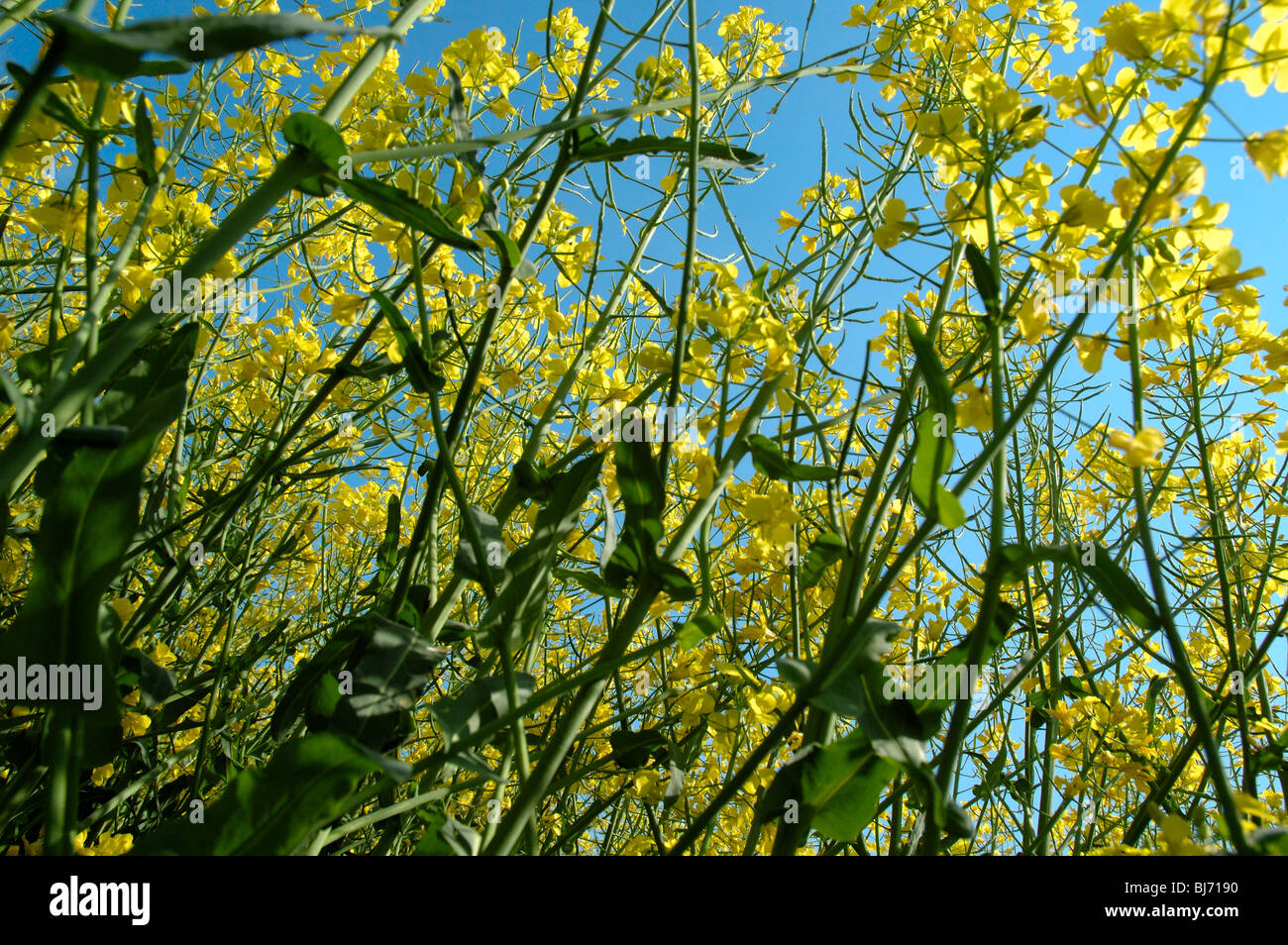 Swede vegetable plant hi-res stock photography and images - Alamy