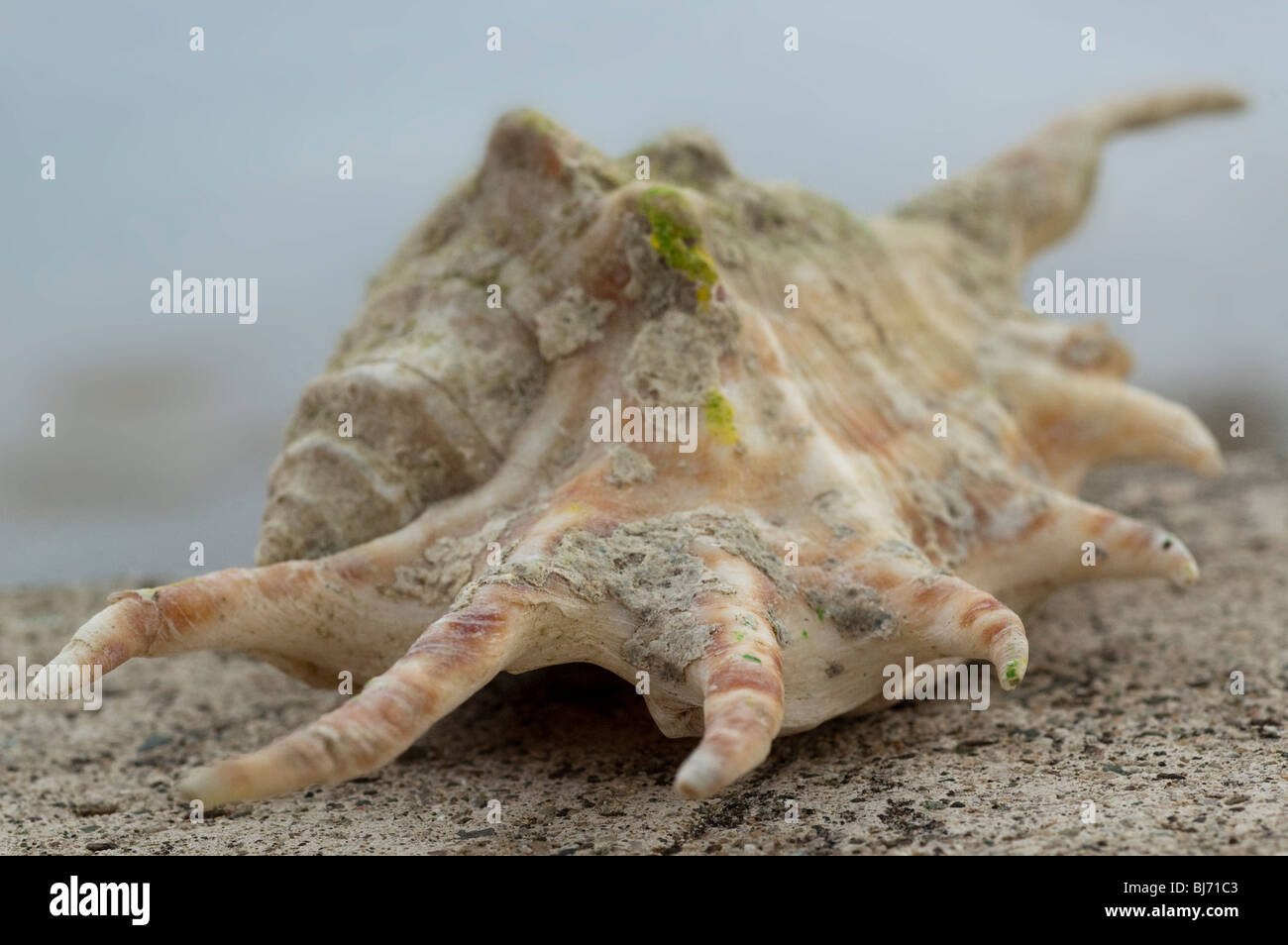 Claw shaped shell Stock Photo - Alamy