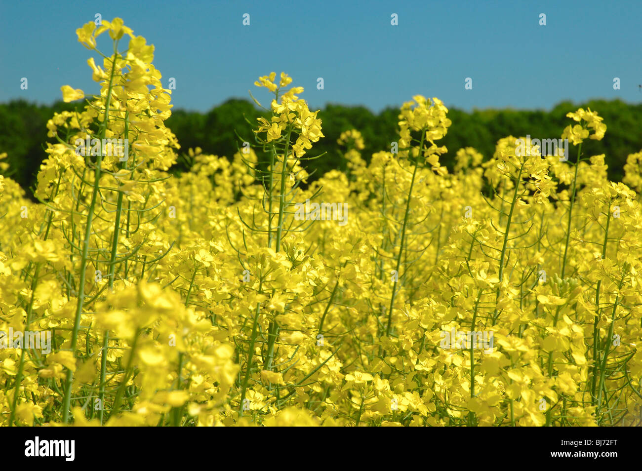 Swede vegetable plant hi-res stock photography and images - Alamy