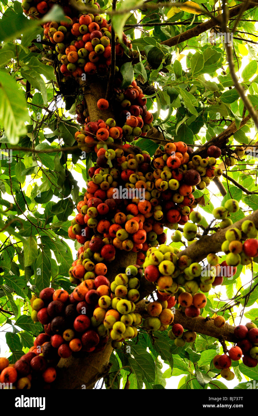 emblic gooseberry , wild tree with edible fruit , ko kret (koh kred ...