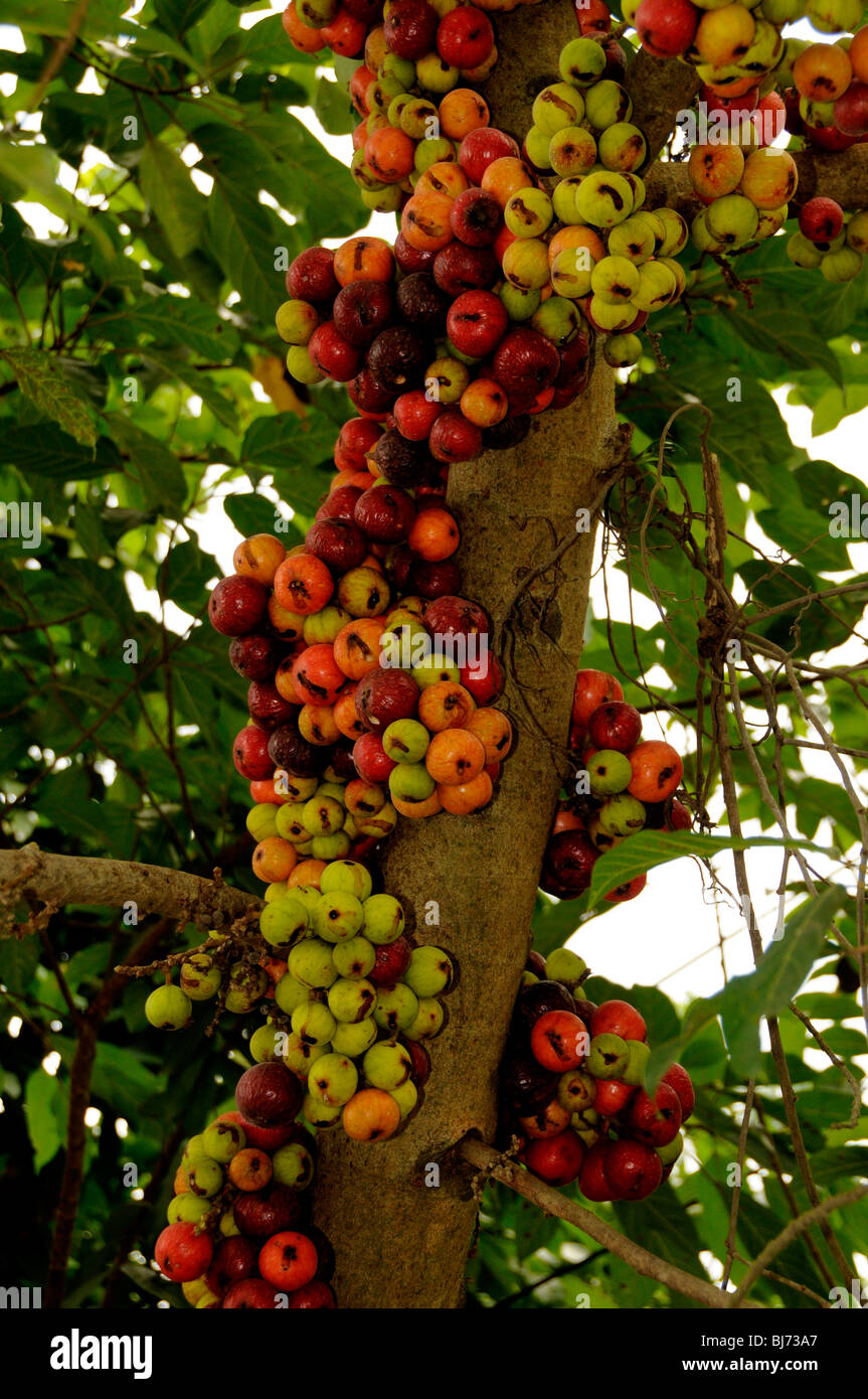Indian gooseberry fruit hi-res stock photography and images - Alamy