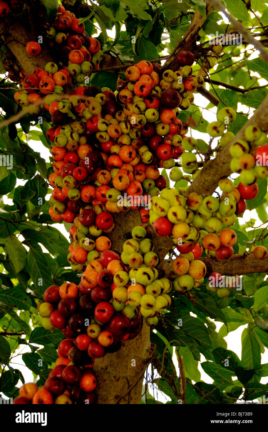 emblic gooseberry , wild tree with edible fruit , ko kret (koh kred ...