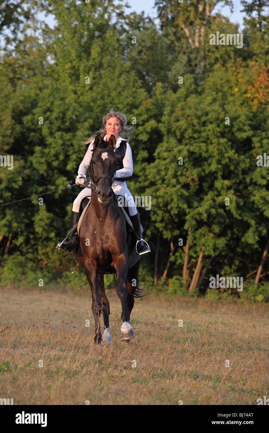 German Horse High Resolution Stock Photography and Images - Alamy