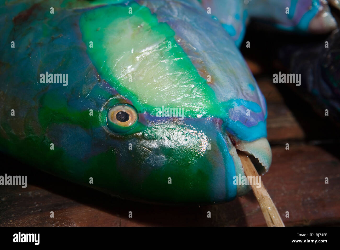 Pasar ikan fish market, hi-res stock photography and images - Alamy
