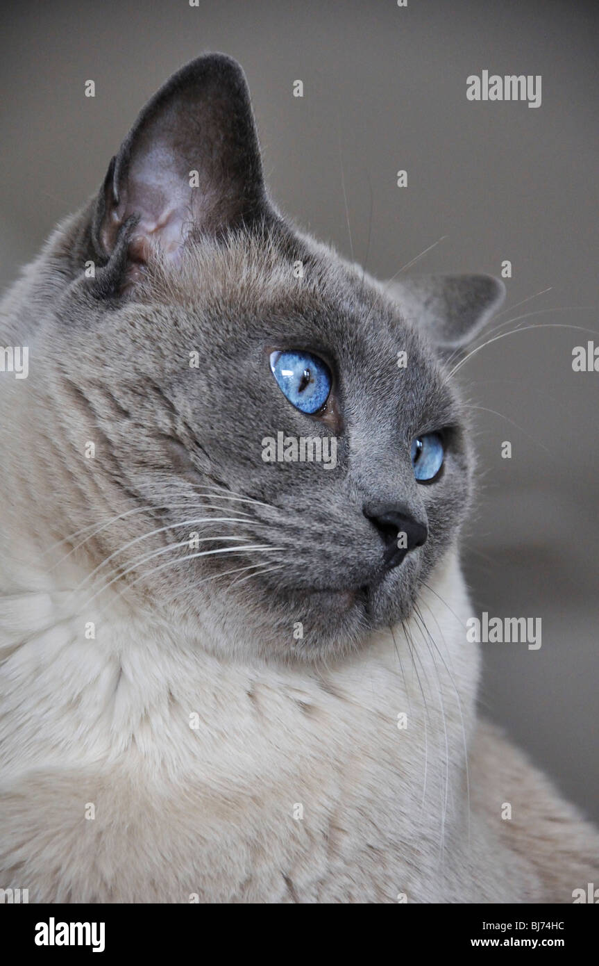 Siamese Blue Point Cat Stock Photo - Alamy