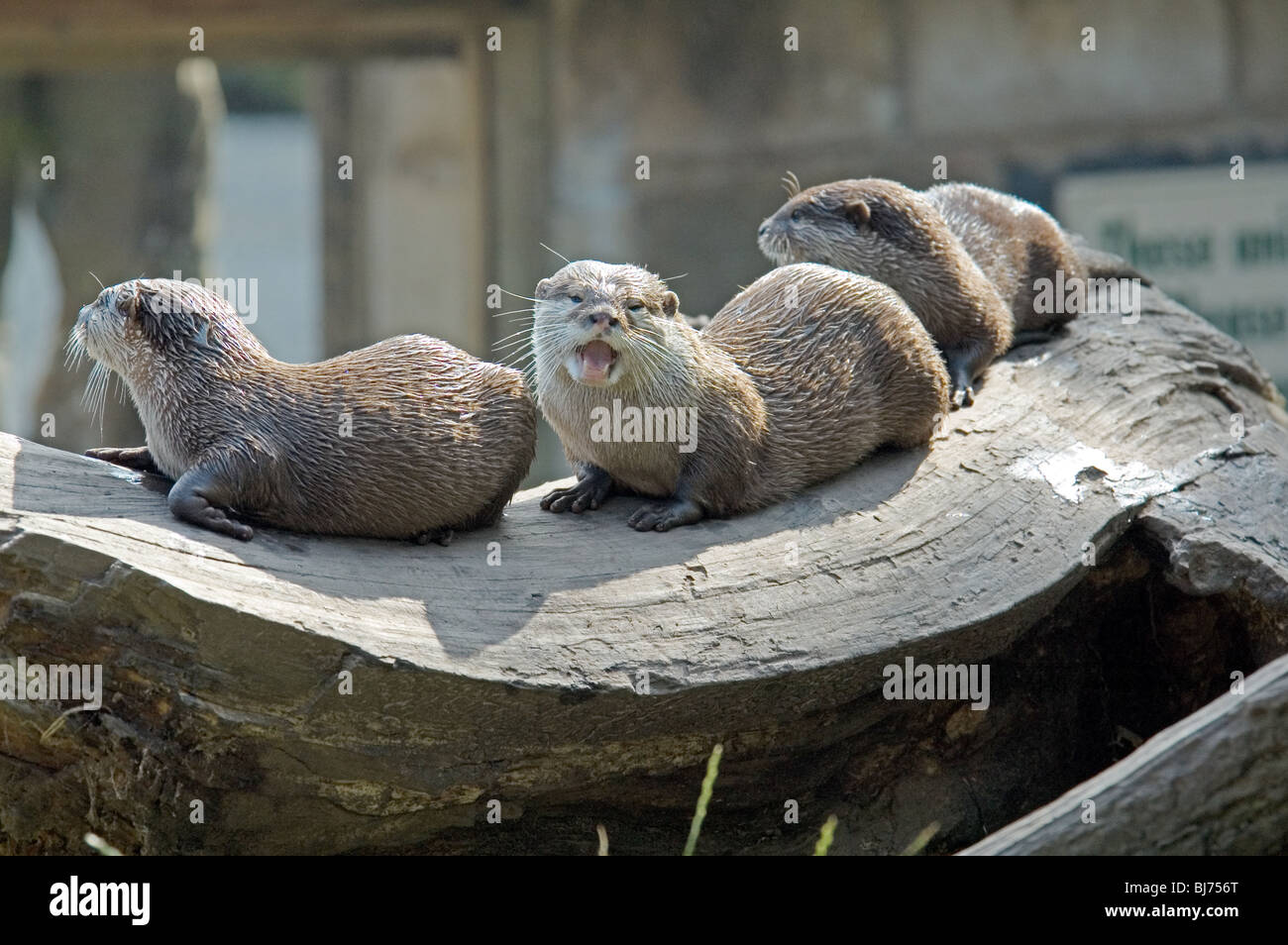 Three Otters on a log Stock Photo - Alamy
