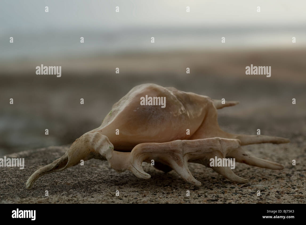 Shell and detritus hi-res stock photography and images - Alamy