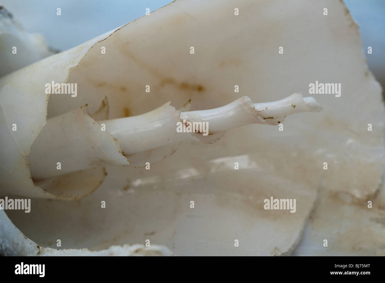 Shell fragment hi-res stock photography and images - Alamy