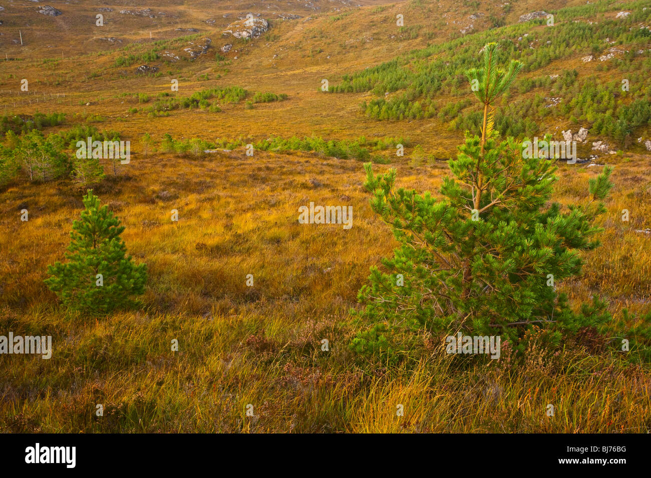 Scotland, Scottish Highlands, Bad na Sgalag Pinewood. Young trees ...