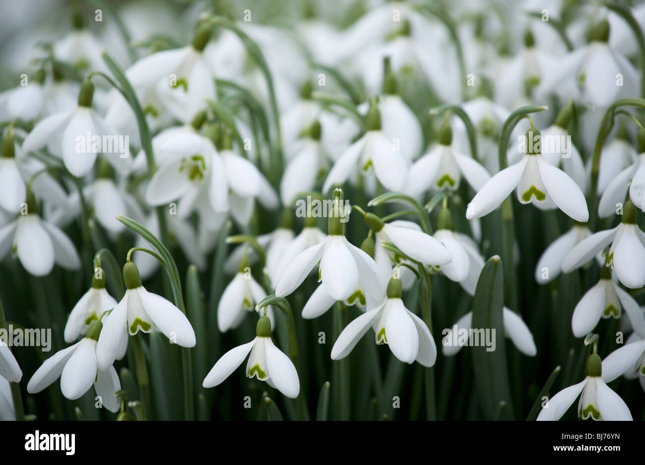 Galanthus species hi-res stock photography and images - Alamy