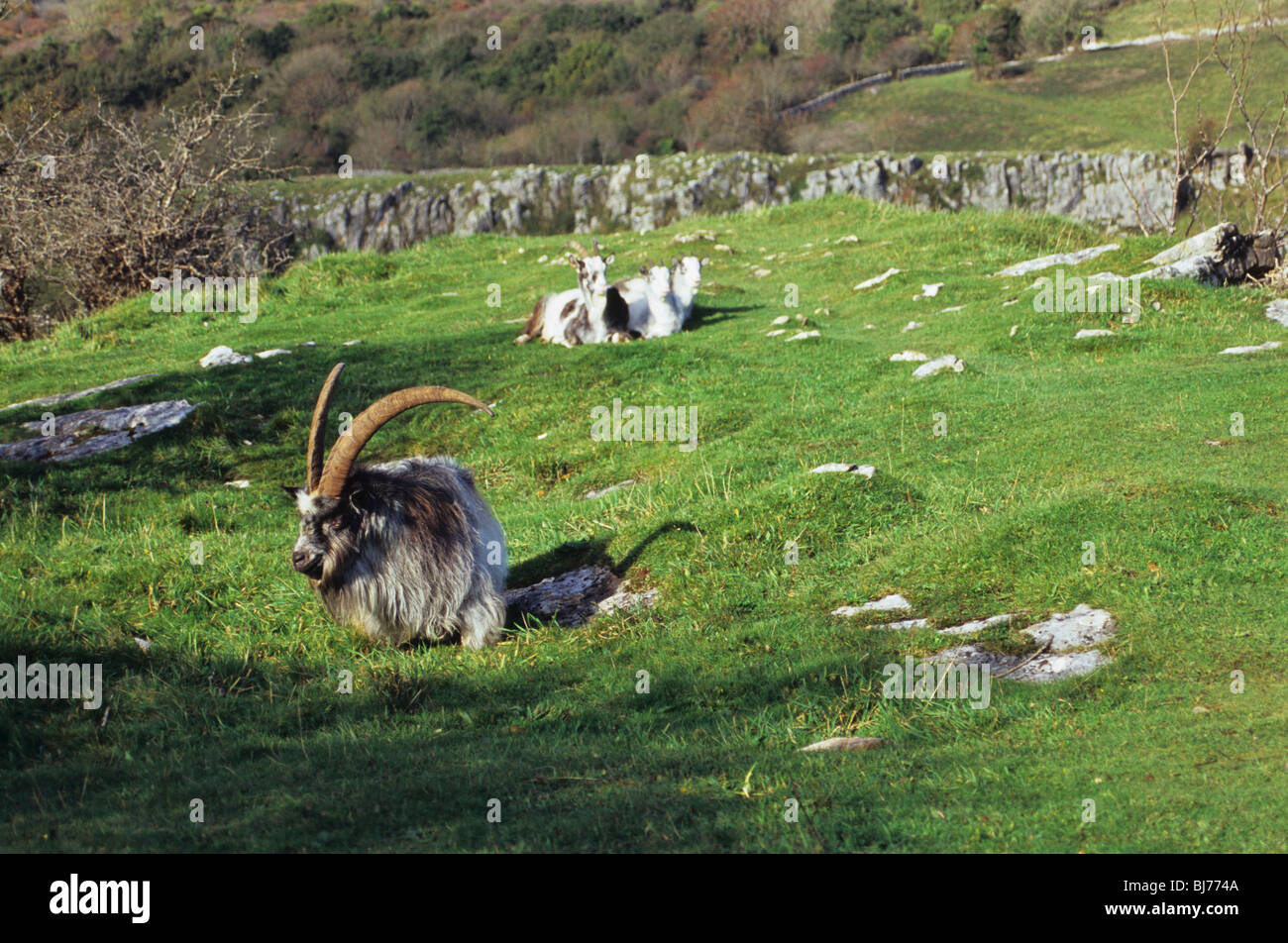 Feral goats Capra hircus on the cliff path, Cheddar Gorge, Somerset, UK ...