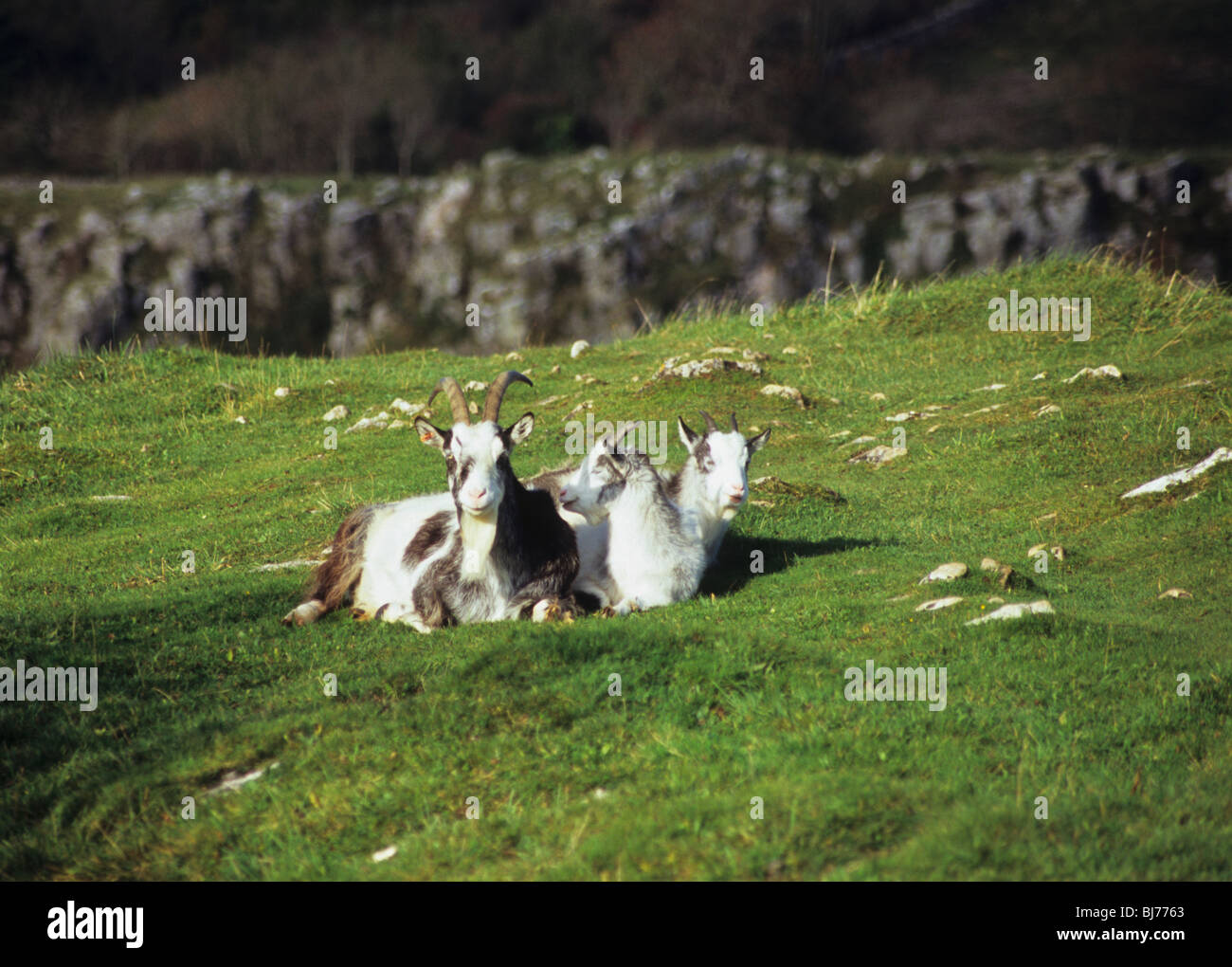Feral goats with young kids Capra hircus on the cliff path, Cheddar ...