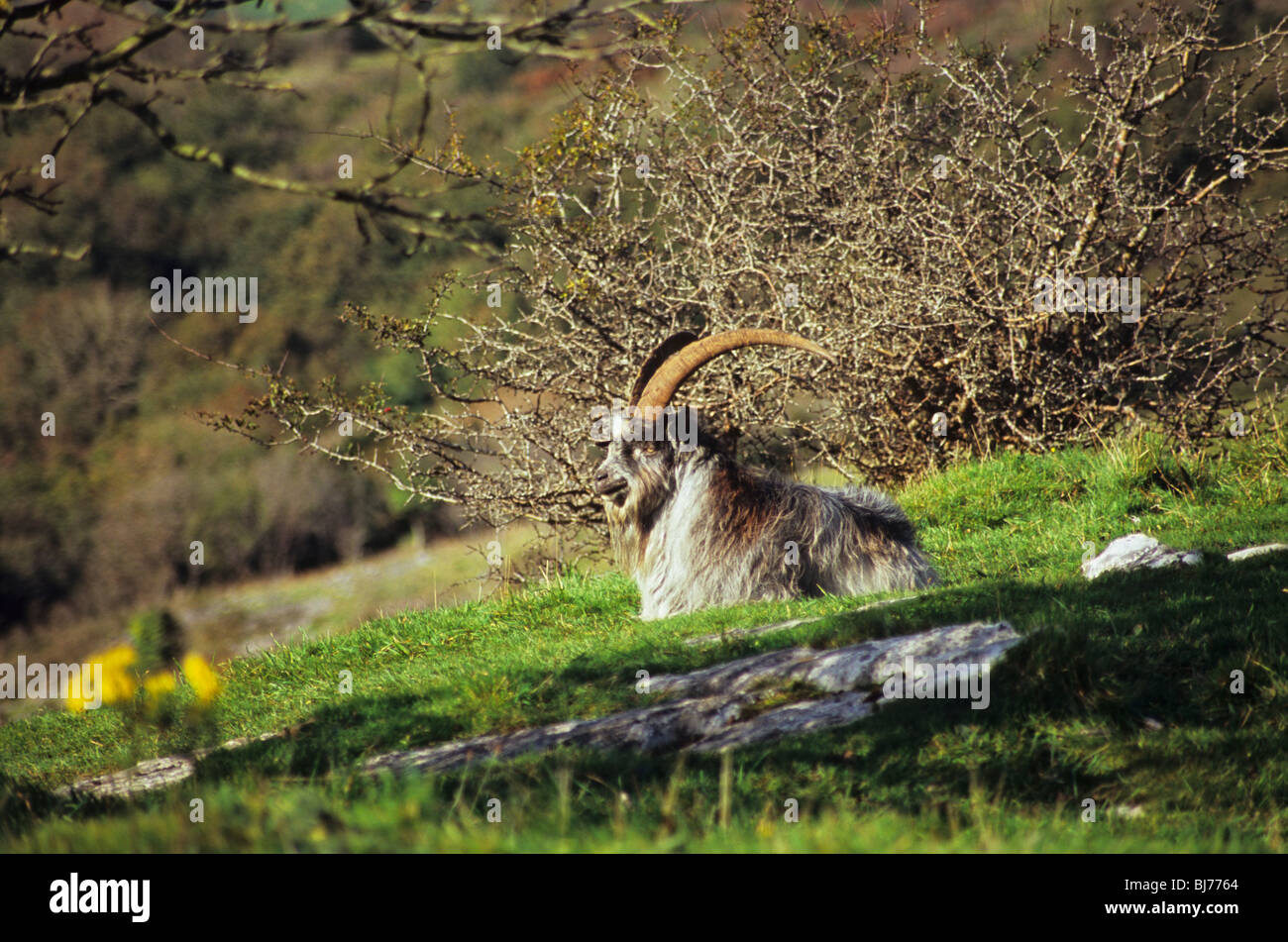 Feral goat Capra hircus on the cliff path, Cheddar Gorge, Somerset, UK ...