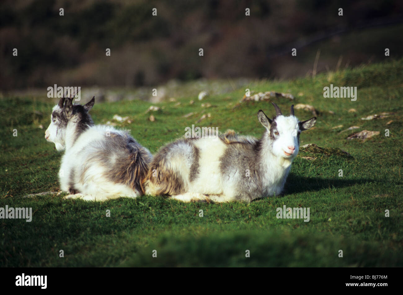 Kid feral goats Capra hircus on the cliff path, Cheddar Gorge, Somerset ...