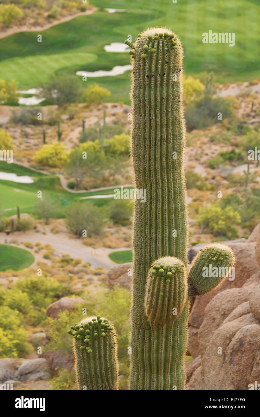 Desert oasis cactus hi-res stock photography and images - Alamy