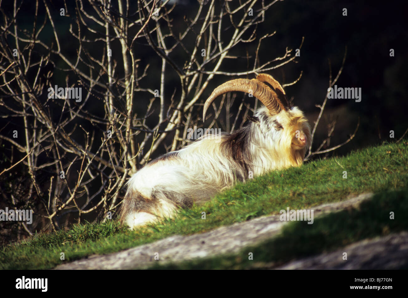 Feral goat Capra hircus on the cliff path, Cheddar Gorge, Somerset, UK ...
