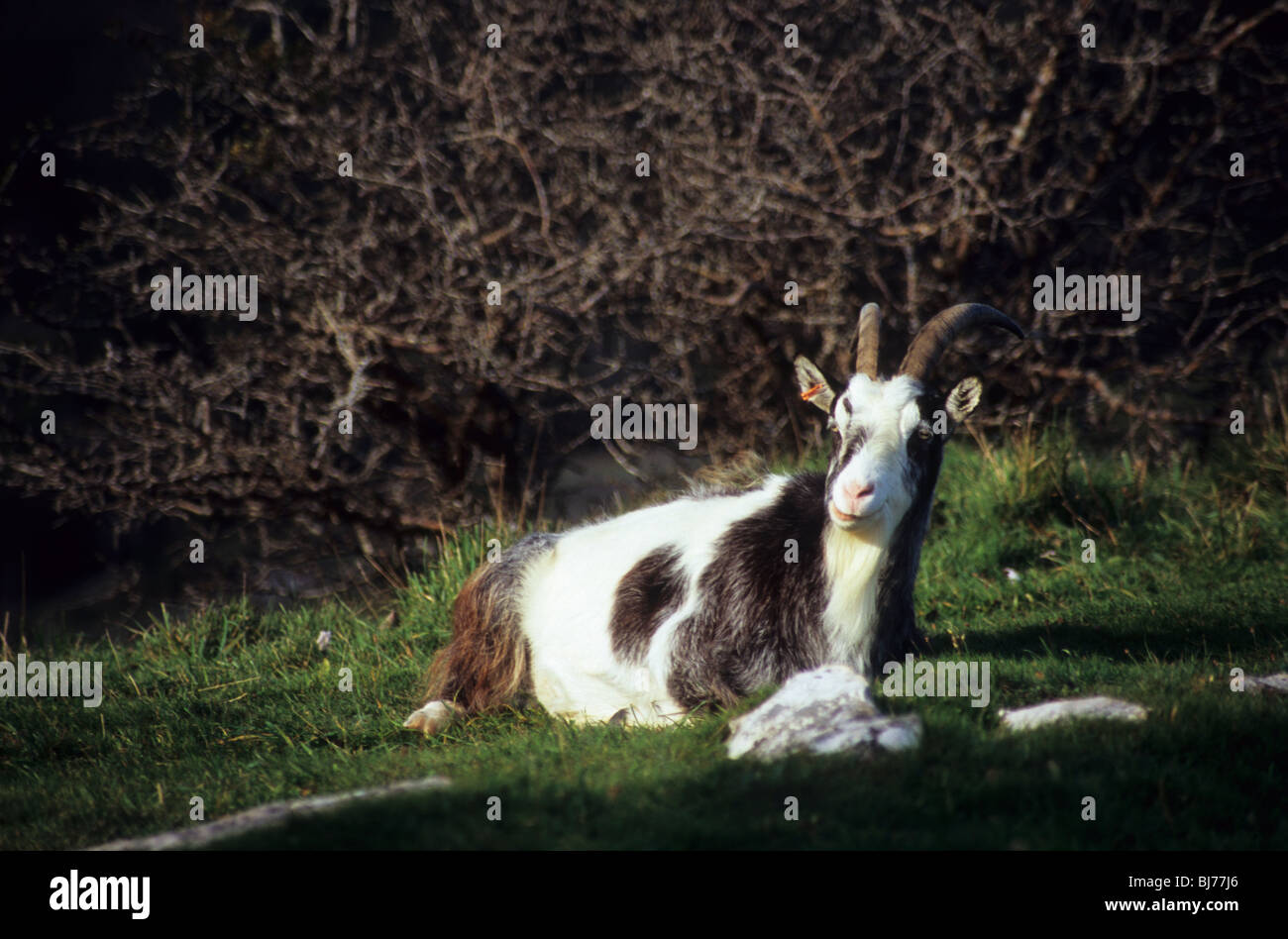 Feral goat Capra hircus on the cliff path, Cheddar Gorge, Somerset, UK ...