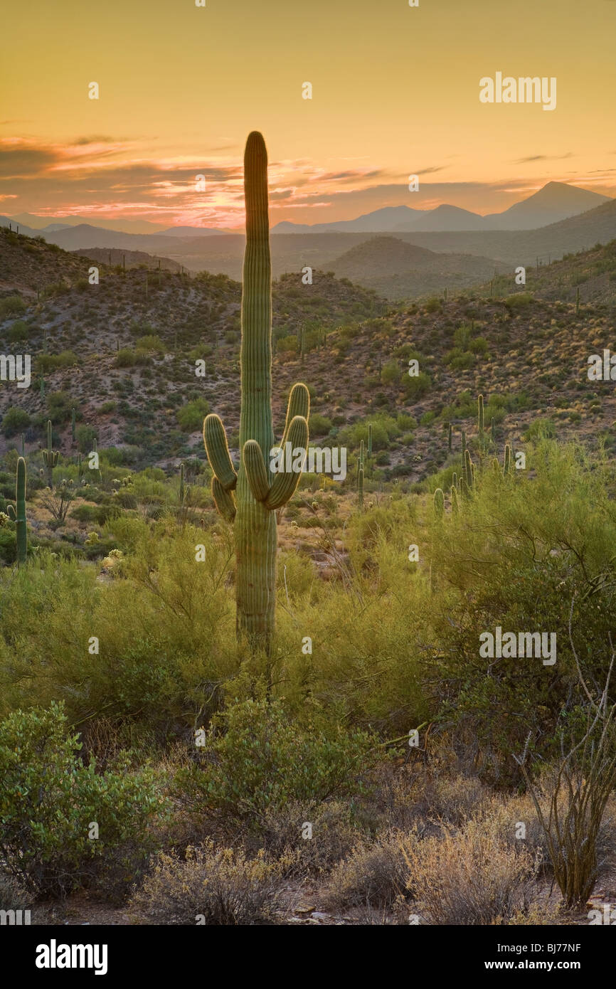 Cave creek arizona hi-res stock photography and images - Alamy