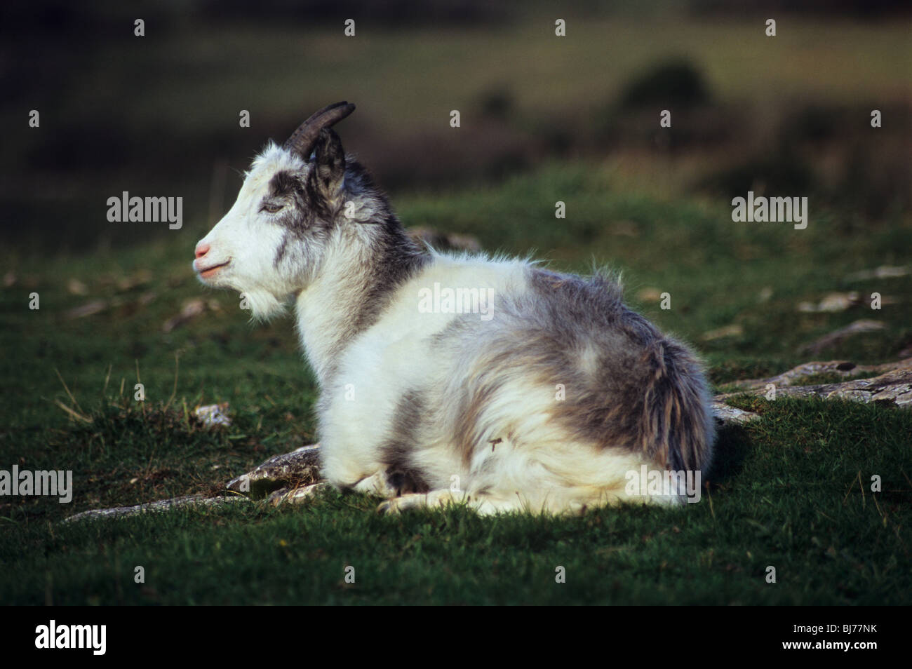 Kid feral goat Capra hircus on the cliff path, Cheddar Gorge, Somerset ...