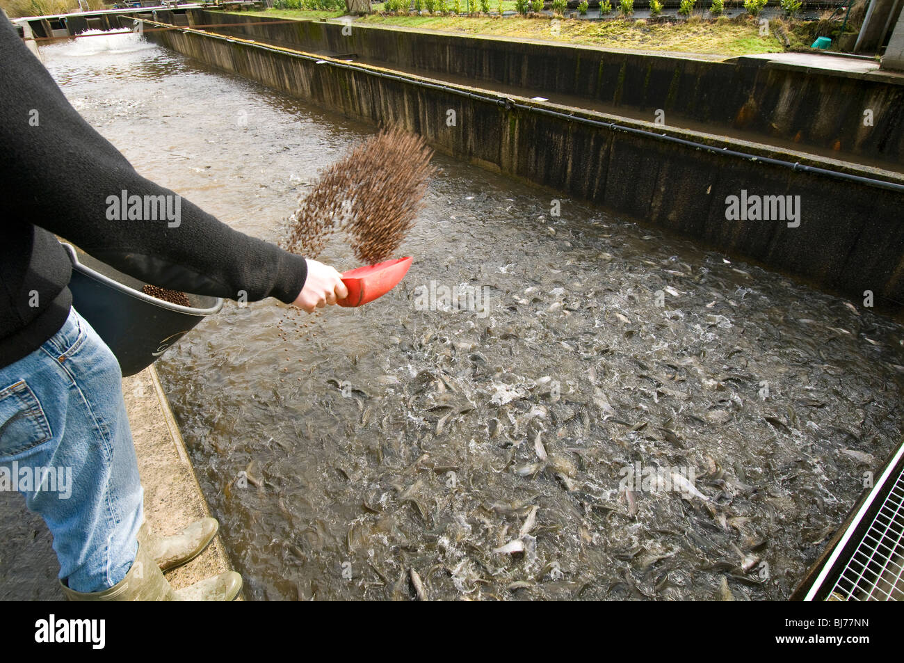 Pisciculture fish hi-res stock photography and images - Alamy