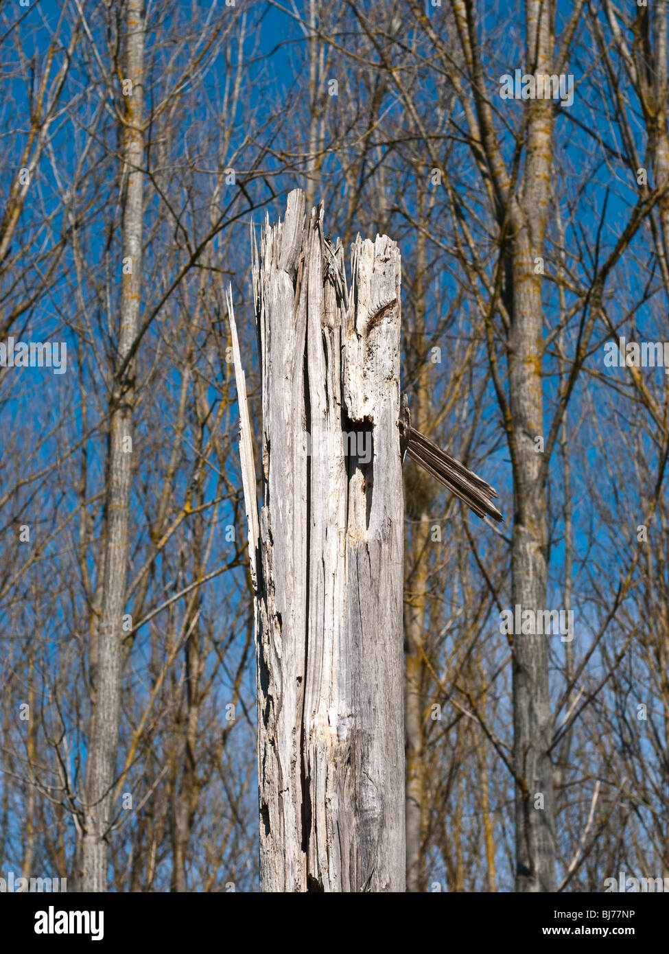 Poplar tree trunk dead from termite and storm damage - France Stock ...