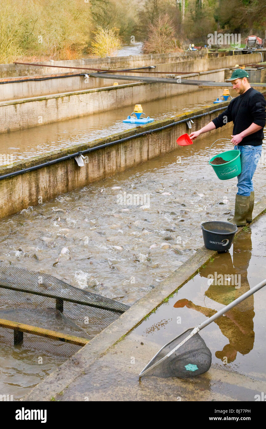 Hand feeding in a trout farming Stock Photo - Alamy