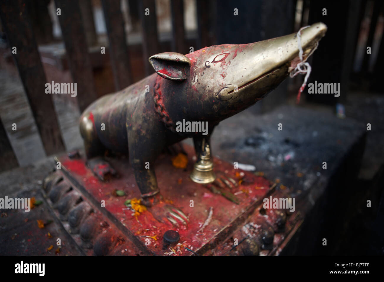 Nepal Pig High Resolution Stock Photography and Images - Alamy