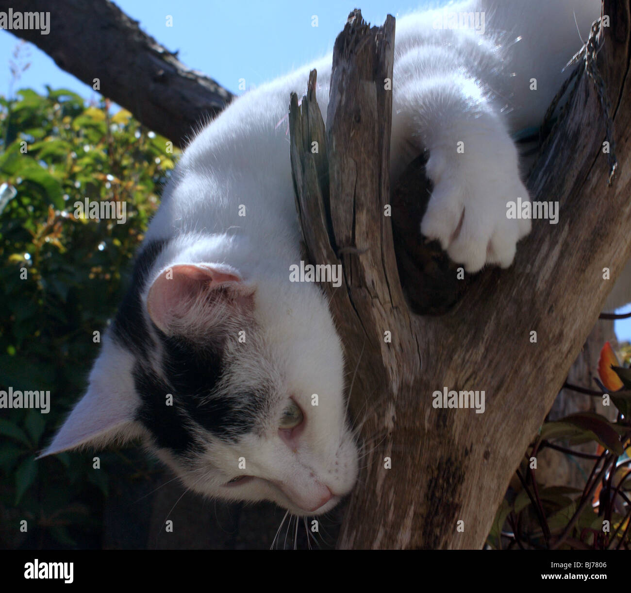 YOUNG BLACK AND WHITE DOMESTIC CAT HANGING ON TO A TREE BRANCH Stock ...