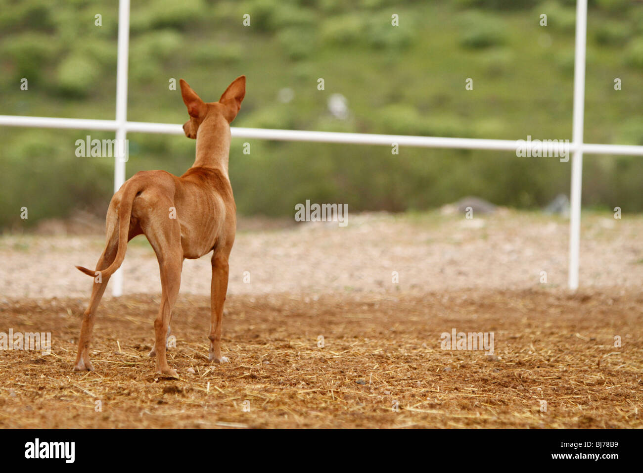 Thin dog hi-res stock photography and images - Alamy