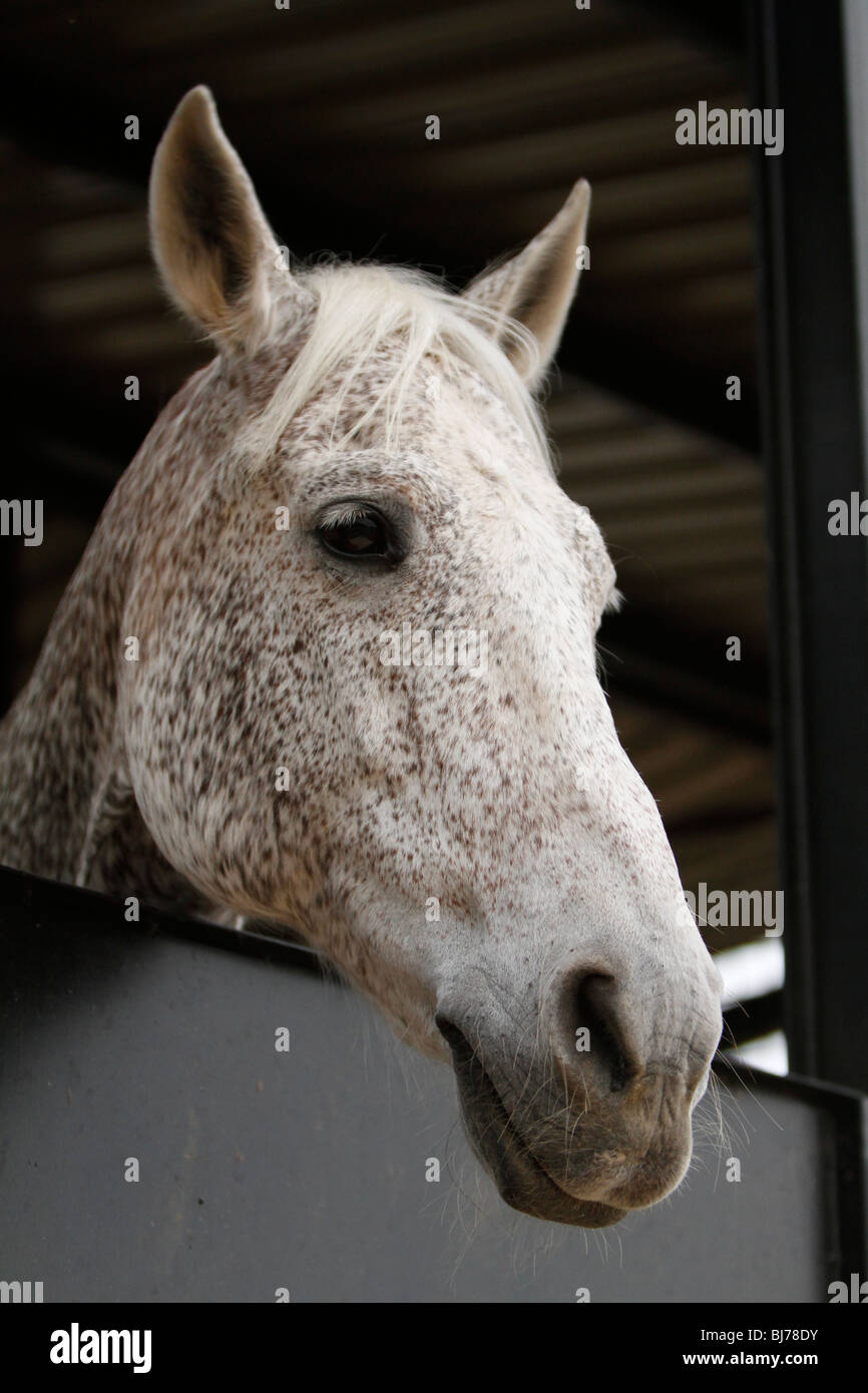 White horse with brown spots hi-res stock photography and images - Alamy