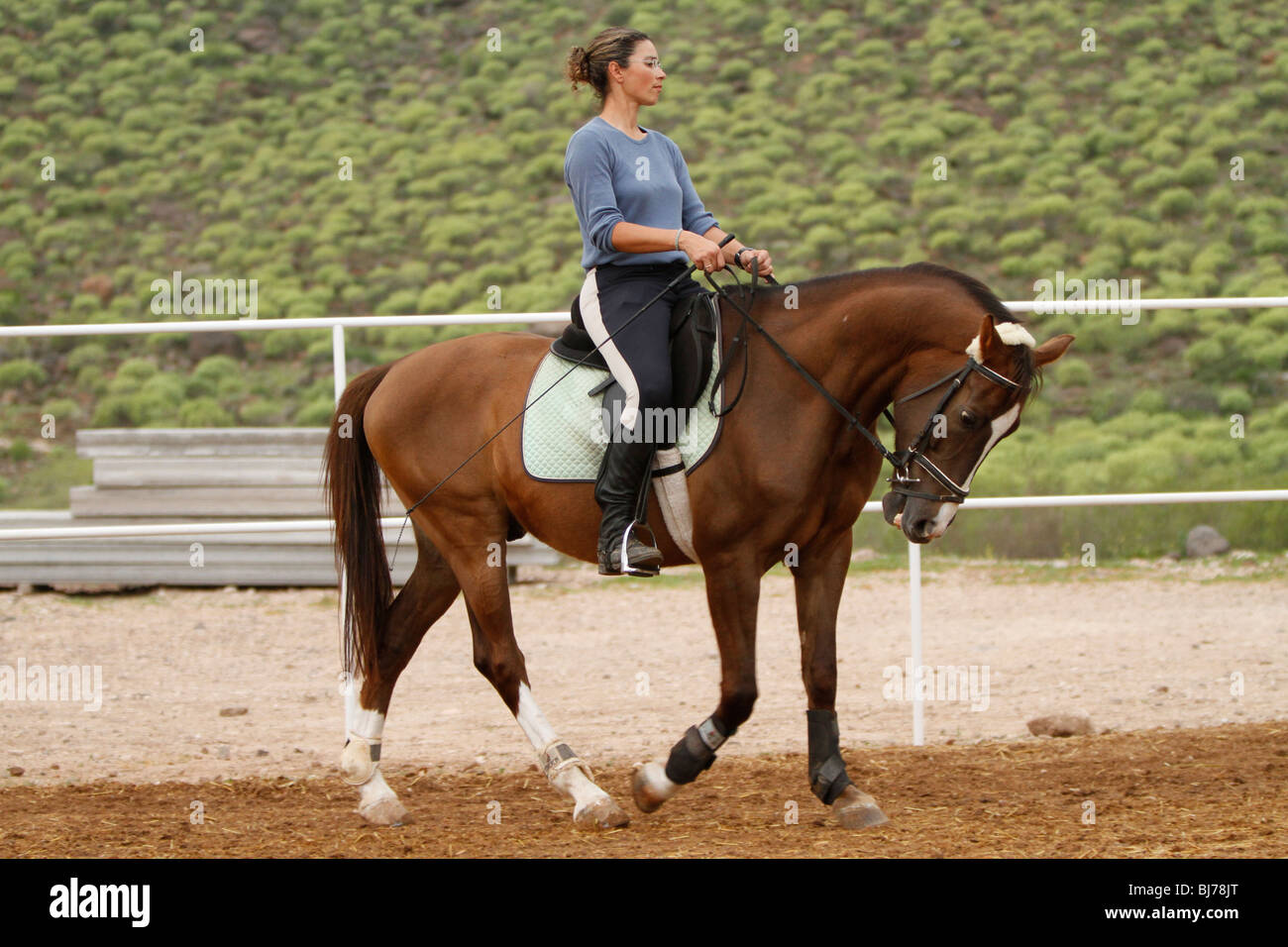 Horse riding student on brown horse learning Stock Photo - Alamy