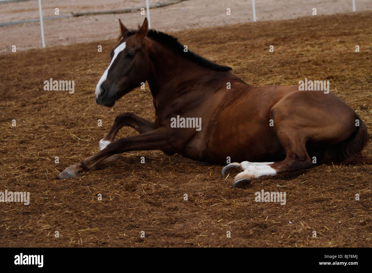 Sick horse hi-res stock photography and images - Alamy